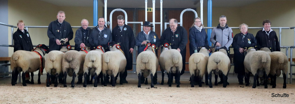 Ruhige 30. Schwarzkopf und 28. Suffolk-Eliteauktion in Bayreuth . Landesverband der Schafhalter ...